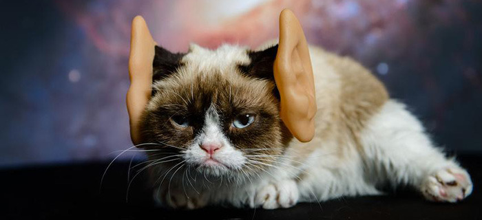 Мачорот намќор се маскираше за да се сокрие од фановите