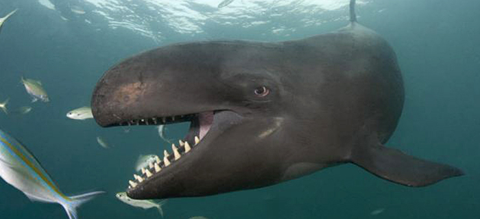 Највеселиот кит на светот